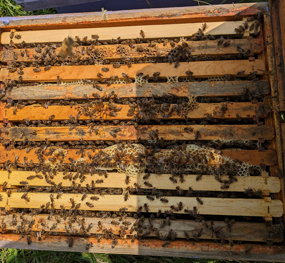 Bees – The Bee Spot